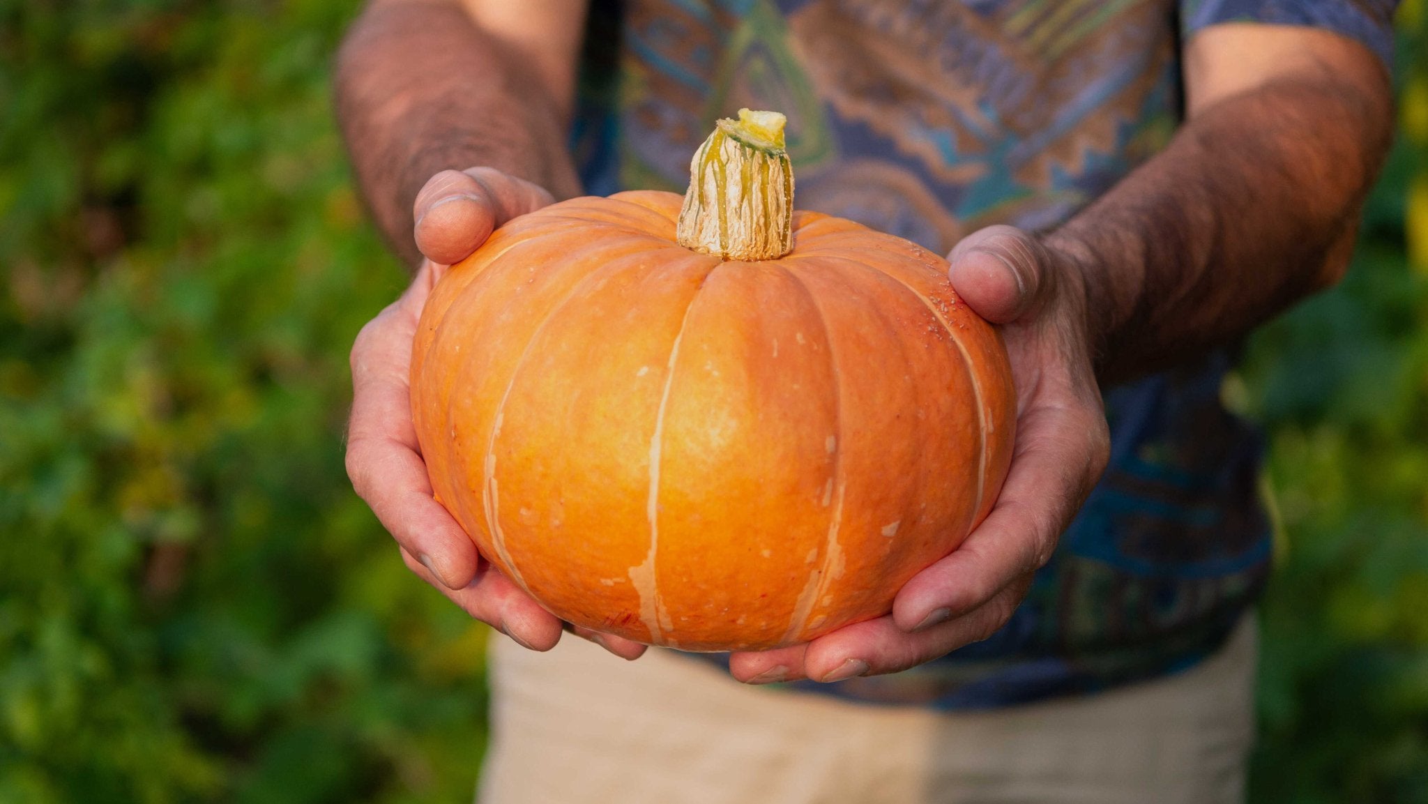 Odla pumpa | Så här gör du | Läs hela inlägget här