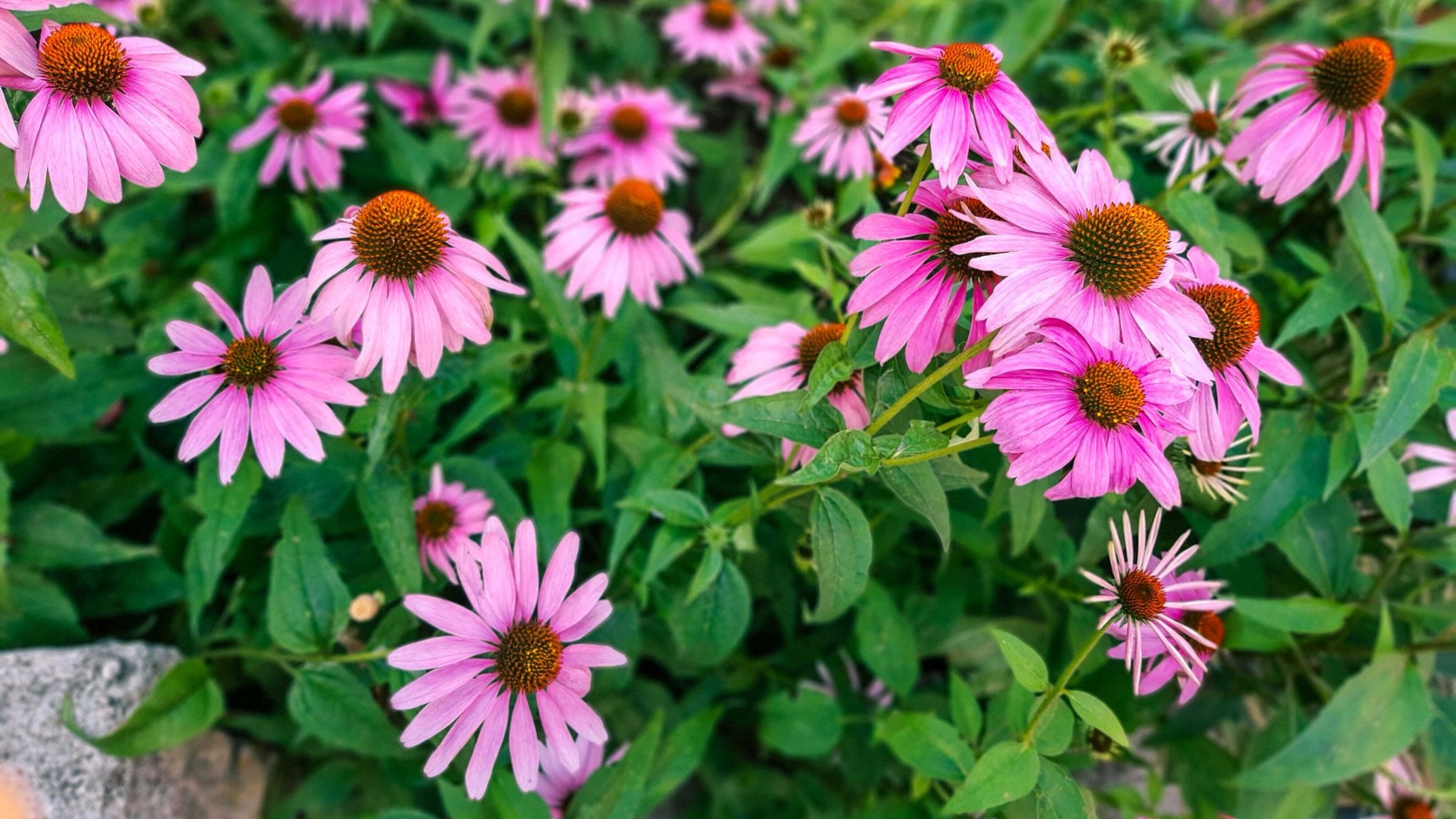 Odla solhatt | Så här gör du | Läs hela inlägget här