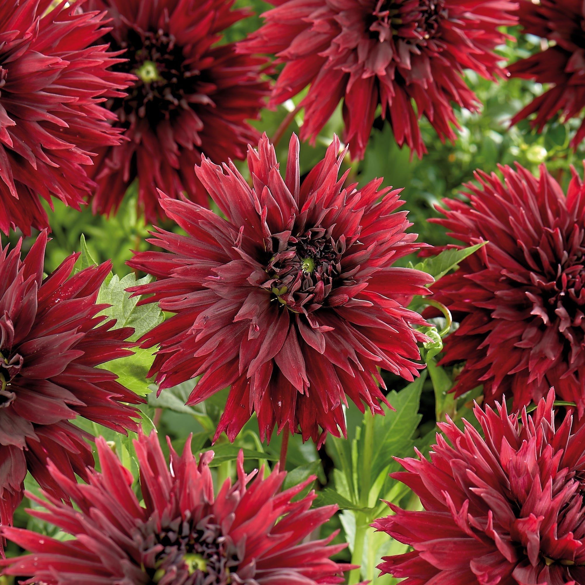 Dahlia 'Sam Hopkins' | Mängdrabatt och groningsgaranti - Köp här