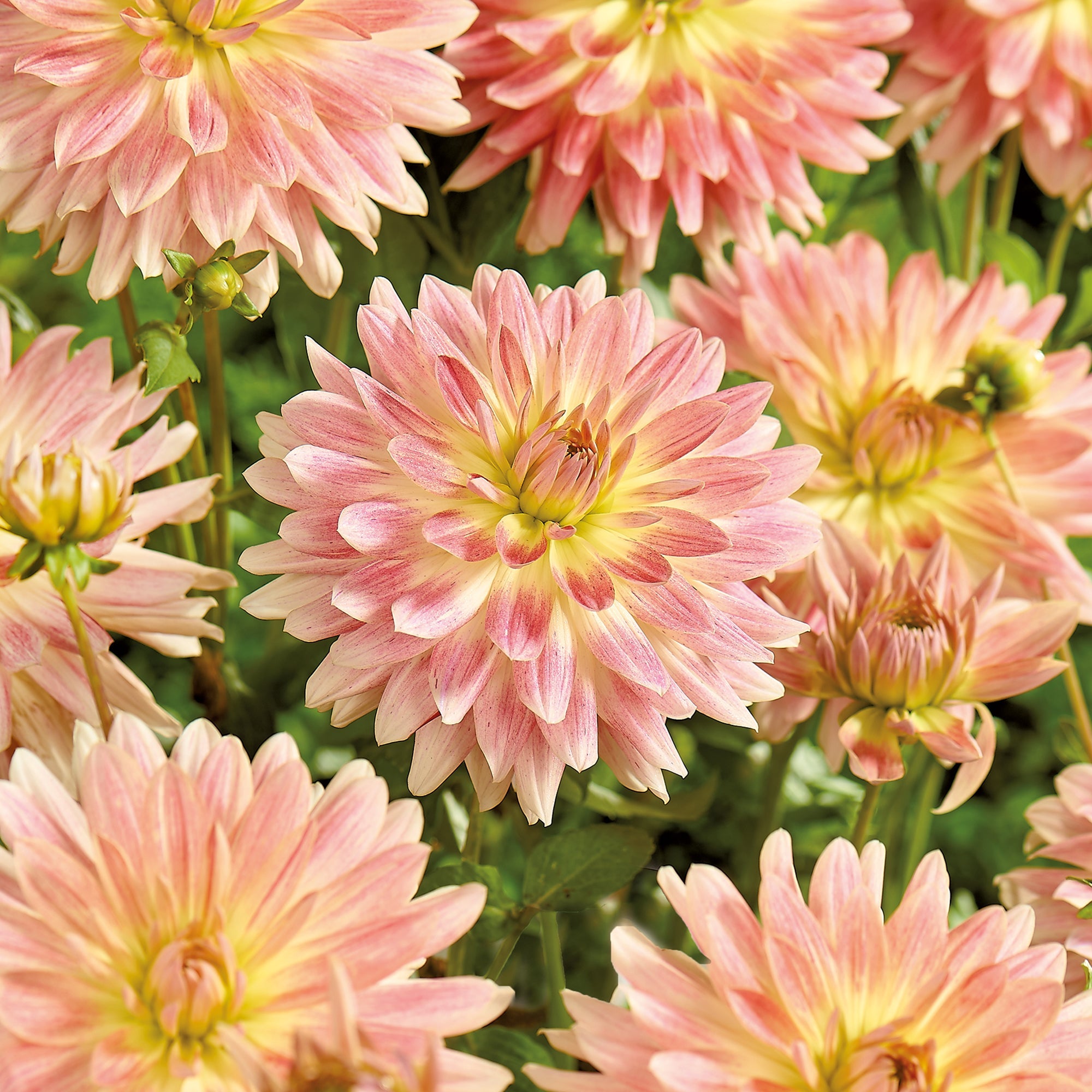 Dahlia 'Tropical Sunset' | Mängdrabatt och groningsgaranti - Köp här