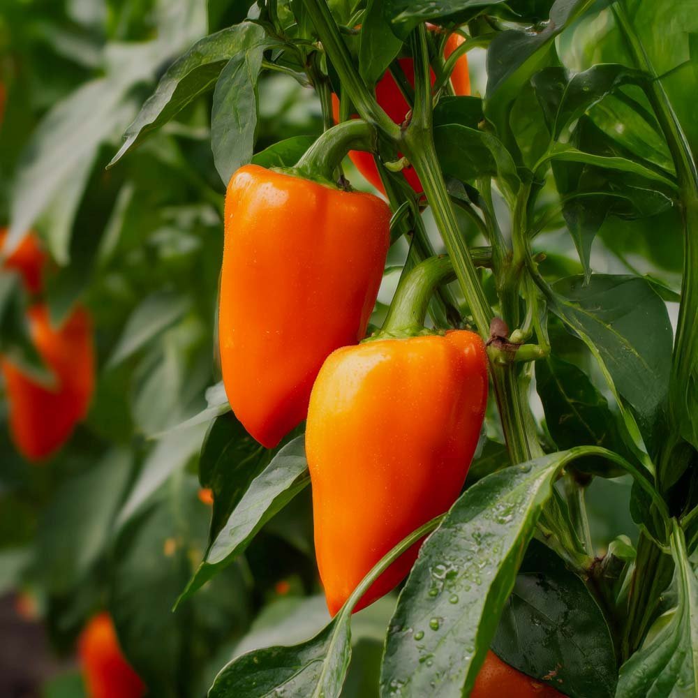 Paprika frön 'Lady Lou' | Grönsaksfröer | Endast 35 kr
